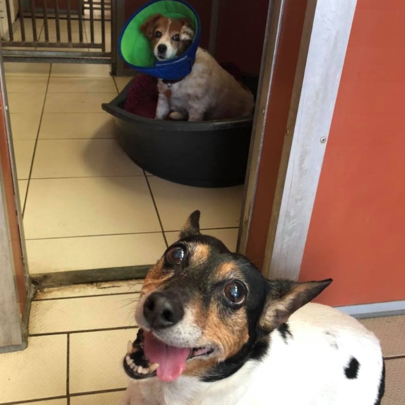 Ivy Kennels | Kennels